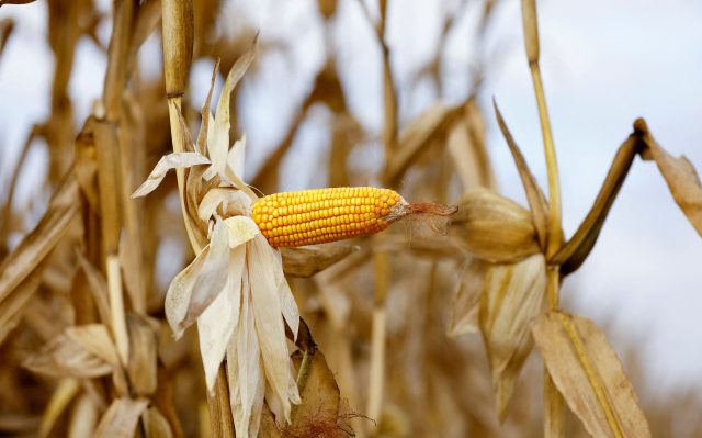 Como o Brasil virou o maior exportador mundial de milho - Nexo Jornal