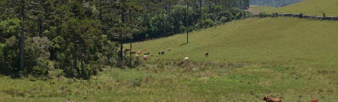 9 perguntas que a ciência já respondeu sobre os Campos Sulinos - Nexo ...