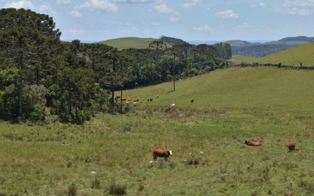 9 perguntas que a ciência já respondeu sobre os Campos Sulinos - Nexo ...