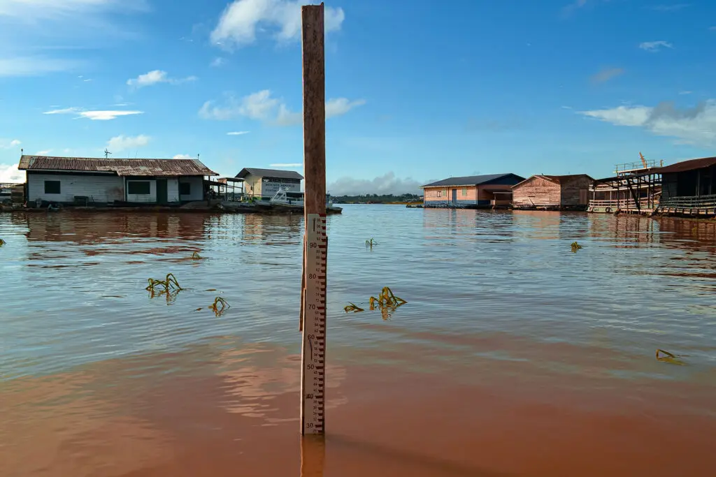 O colapso dos botos e tucuxis como efeito da seca na Amazônia - Nexo Jornal