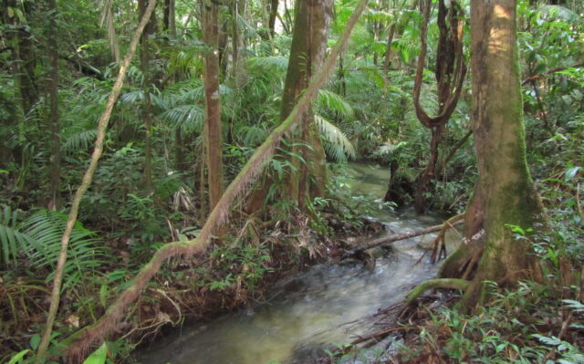 Os insetos aquáticos nos ensinam: a legislação de proteção da vegetação ...
