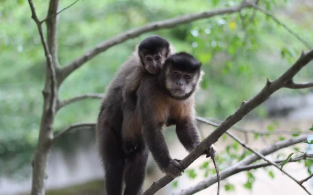 Como macacos-prego transmitem tradições entre si - Nexo Jornal